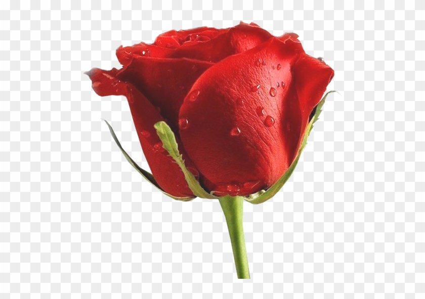 Love Of My Life [book] - Free Transparent PNG Clipart Images Download